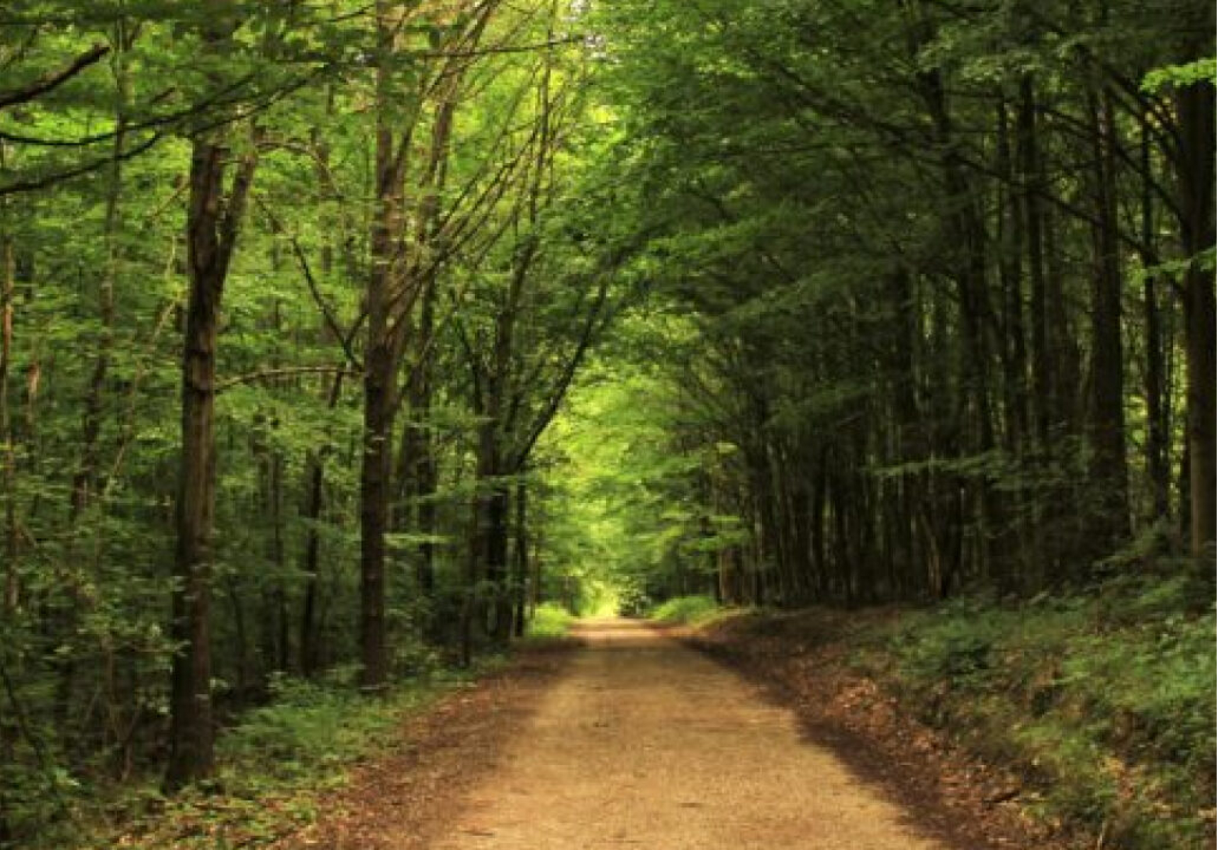 The Road to Decarbonization Will Likely Be Lined By Trees - Sustainable ...